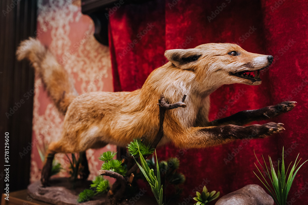 An orange, red-haired, wild fox, a stuffed animal of a running killed ...