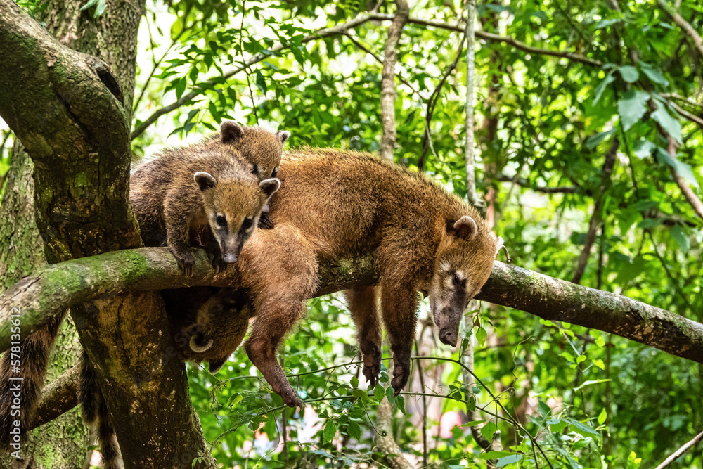 South American Coati, Ring-tailed Coati, Nasua nasua at Iguazu Falls ...