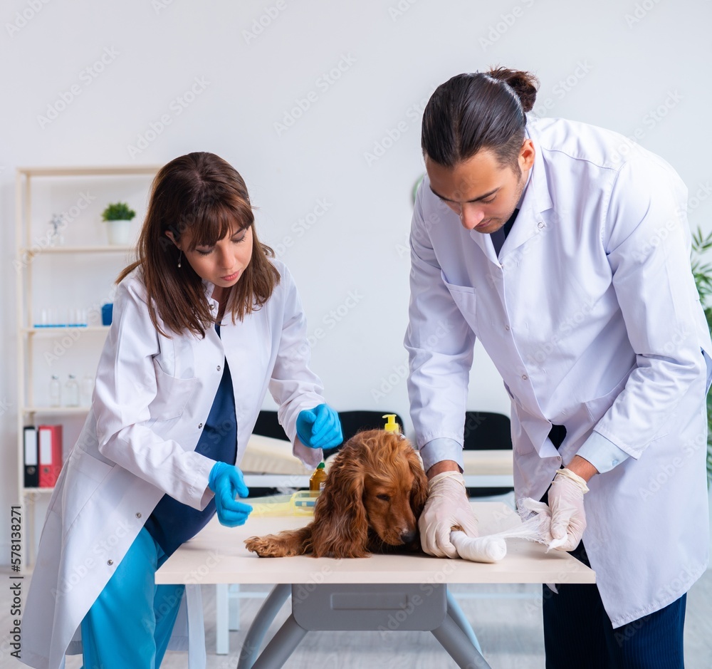 Vet doctor examining golden retriever dog in clinic Stock Photo | Adobe ...