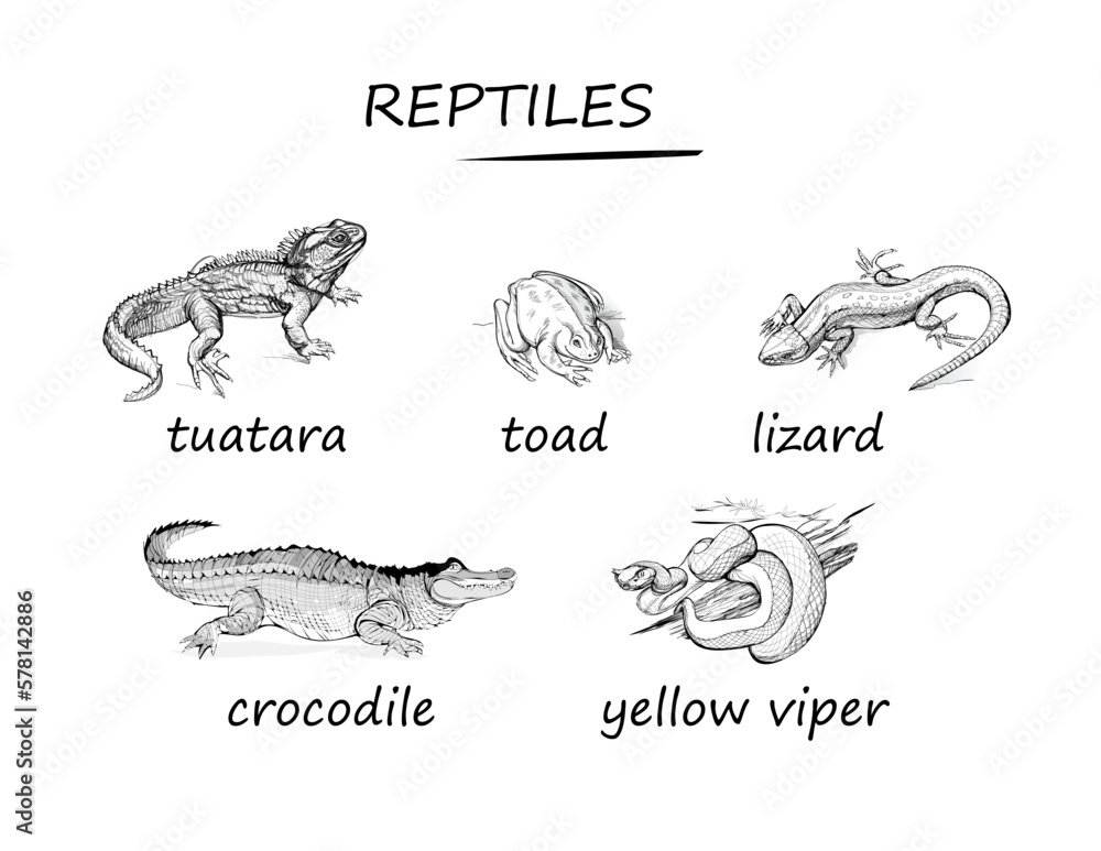 Set of black and white isolated drawings of reptiles. Wildlife animals ...