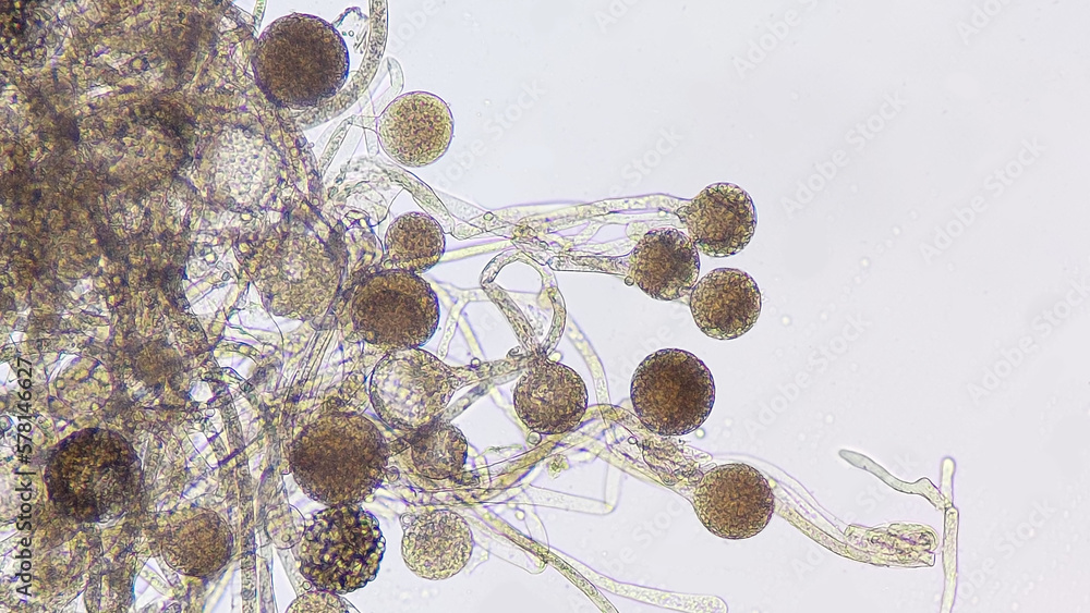 Rhizopus oryzae, a filamentous heterothallic microfungus. Fresh sample ...