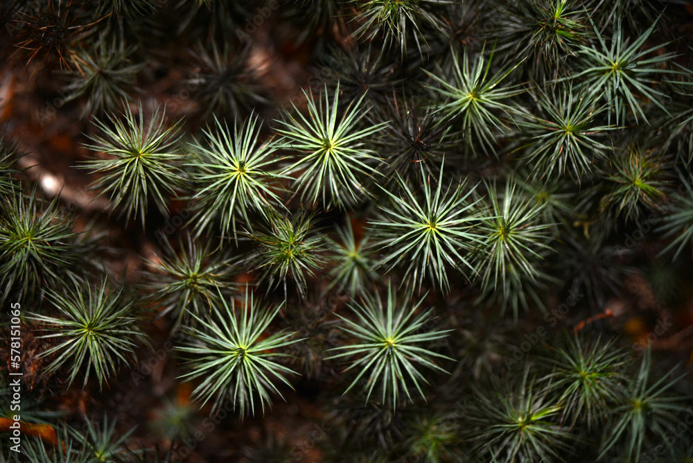 Dawsonia superba, tallest moss in the world, Stock Photo | Adobe Stock