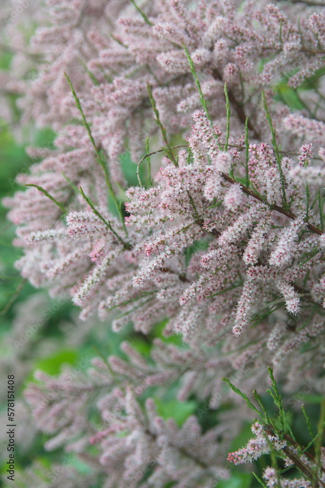 Tamarix gallica, French tamarisk - deciduous, herbaceous, twiggy shrub ...