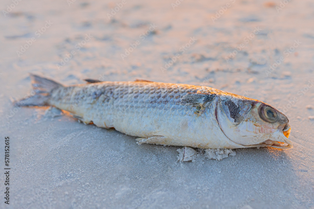 Red Tide. Dead fish on the beach Gulf of Mexico. Florida natural ...