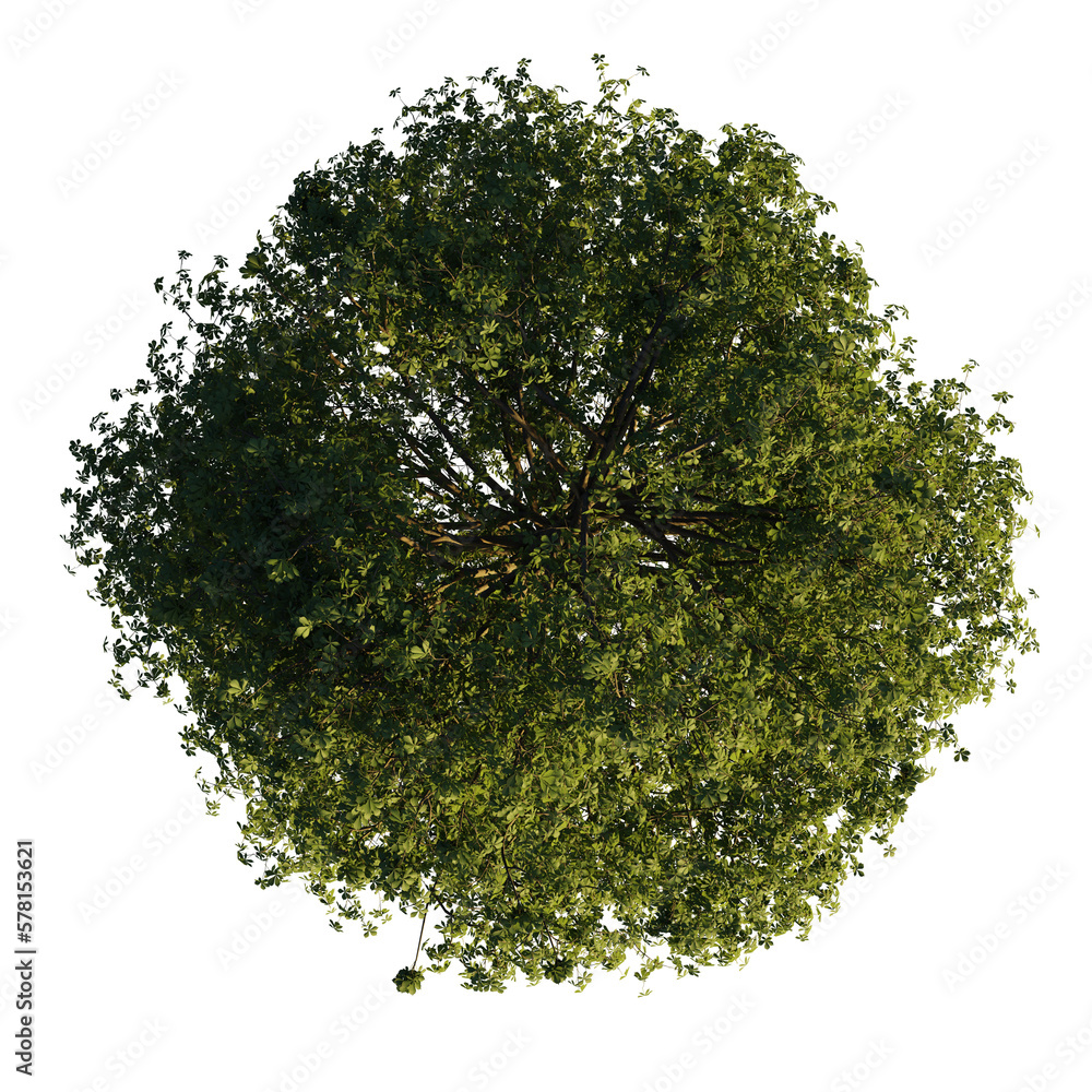chestnut tree from above, Castanea sativa isolated on transparent ...