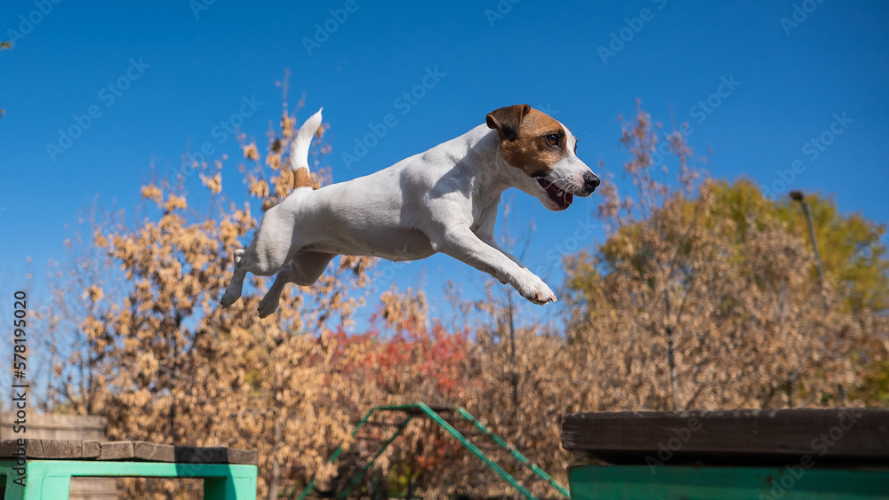Jack Russell Terrier dog jumping from one wooden bench to another in ...
