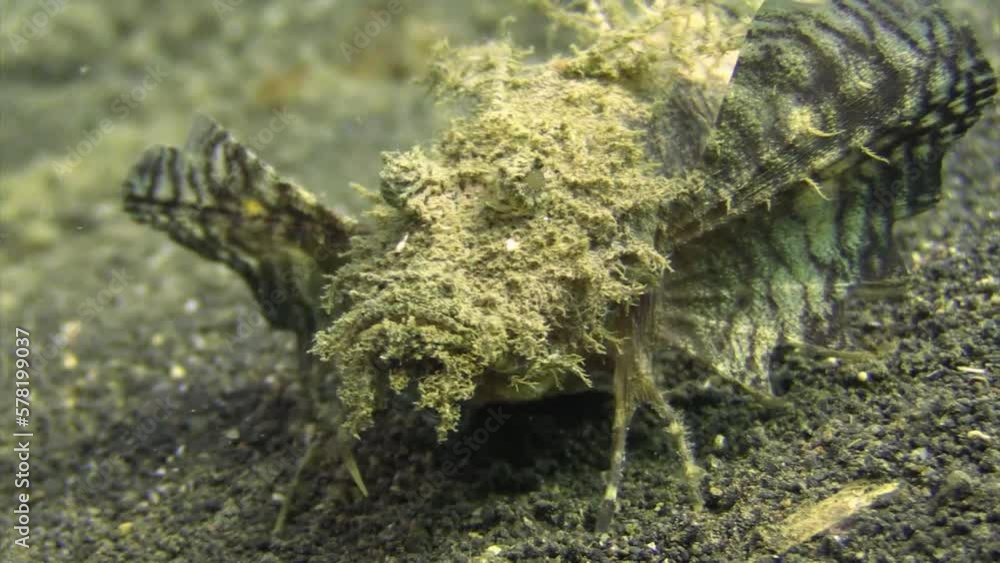 Side view of Spiny devilfish. Fan-like fins are unfolded. Walks forward ...