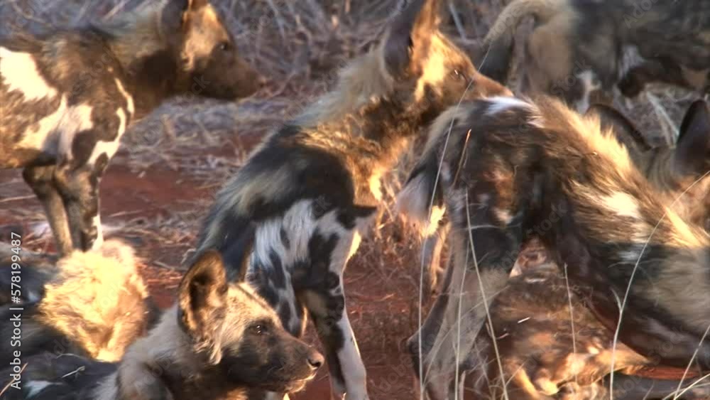 Group of seven African Wild dogs relaxing in evening light in dry ...