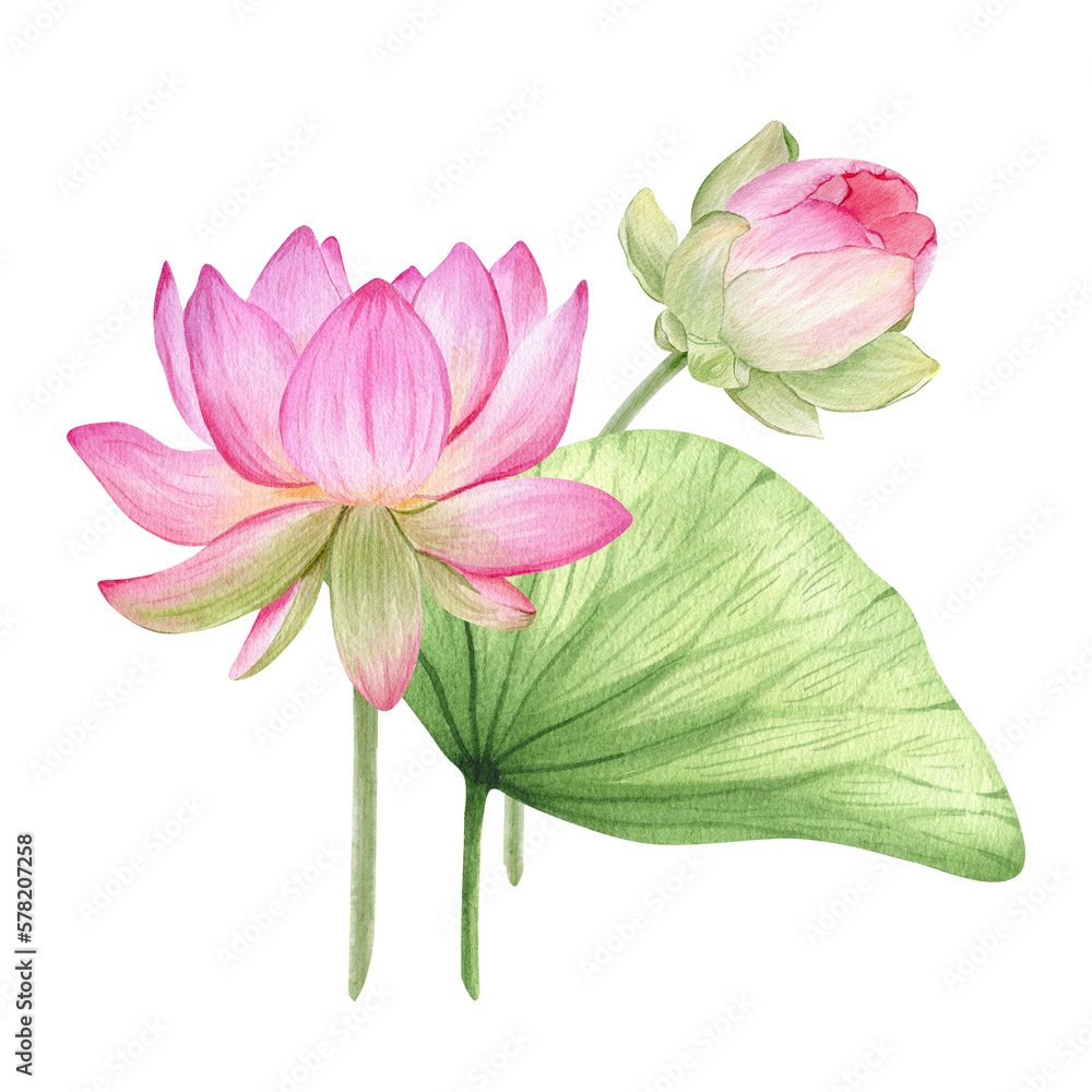 Pink lotus flowers and leaves. Watercolor illustration. Composition ...