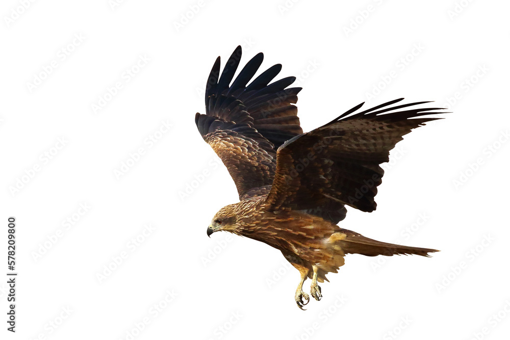 Bird of prey Black kite (Milvus migrans) flying on transparent ...