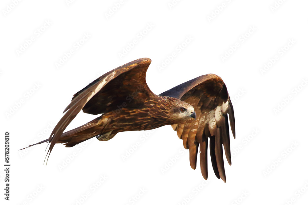 Bird of prey Black kite (Milvus migrans) flying on transparent ...