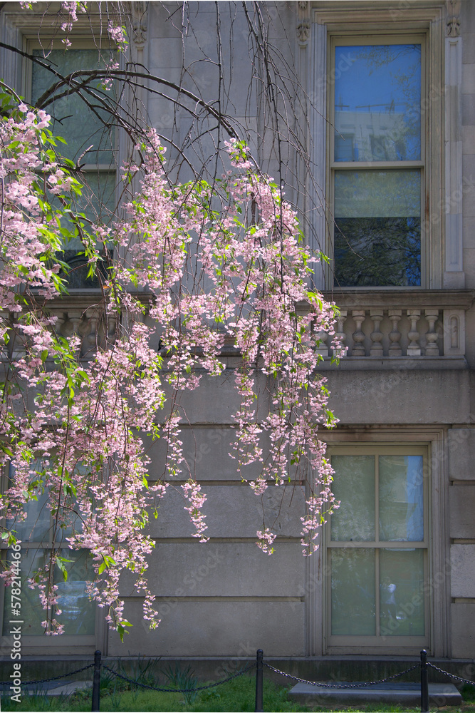 spring weeping cherry blossoms sakura and classical architecture ...