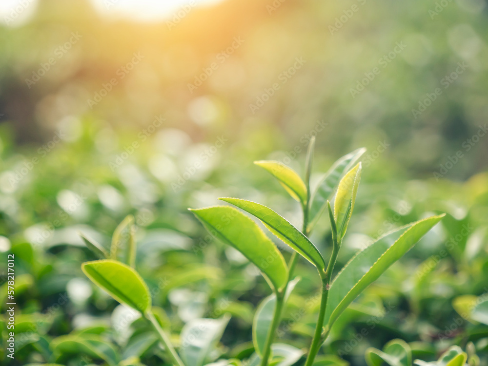 Green tea tree leaves field Fresh young tender bud herbal in farm on ...