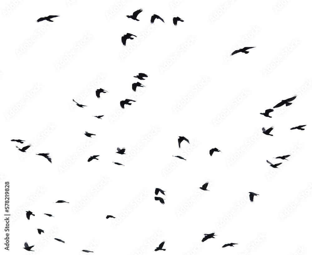 Poster Flock of raven birds isolated on white – Wall Art | UkPosters