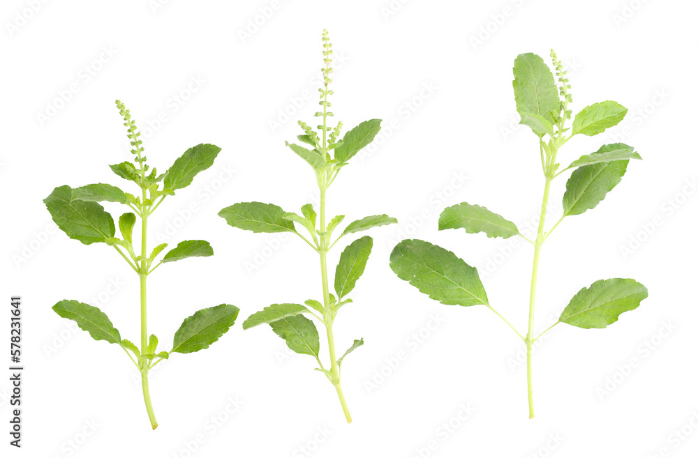 Set of holy basil isolated on white background, transparent, png Stock ...