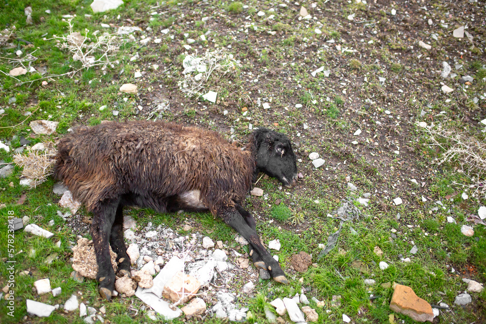 Fotka „The loss of cattle. A dead rotting sheep lies in the meadow ...