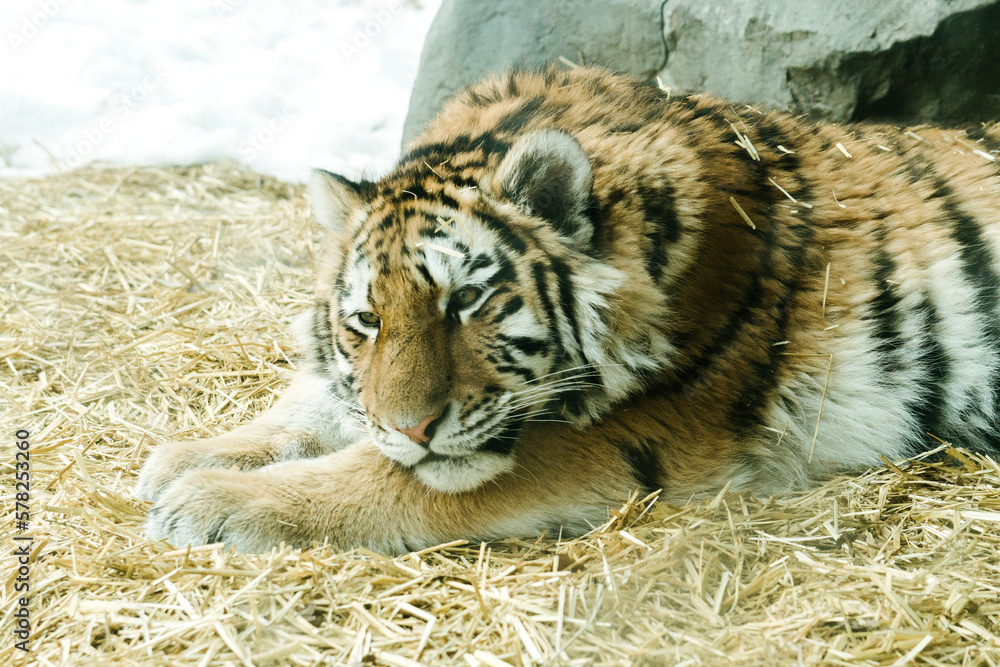 Side view of a young tiger cub laying on hay in a zoo enclosure Stock ...