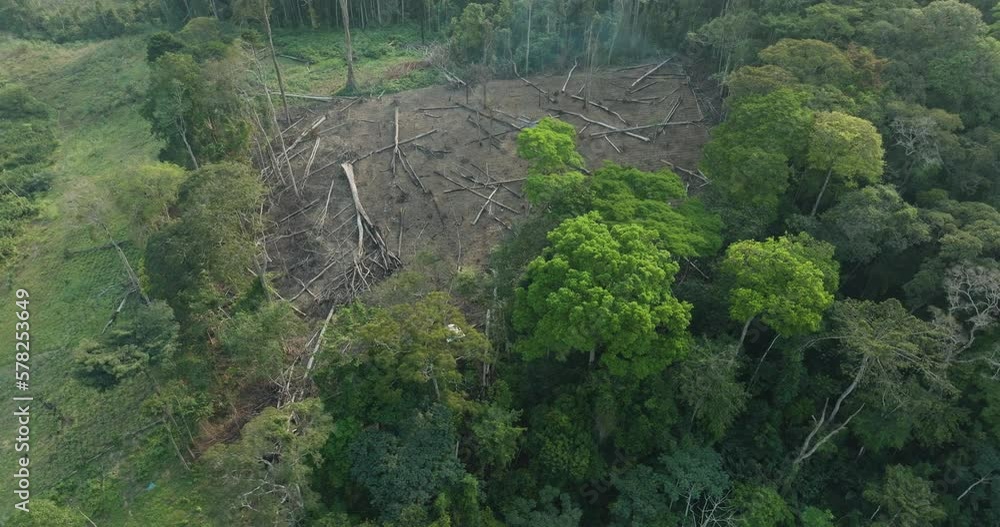 Circular aerial. Slash and burn subsistence farming in a tropical ...