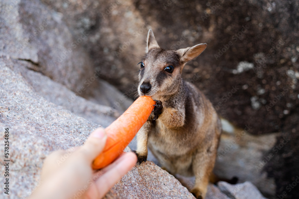 Cute wallaby eating carrot on a rock in Magnetic Island, Australia ...