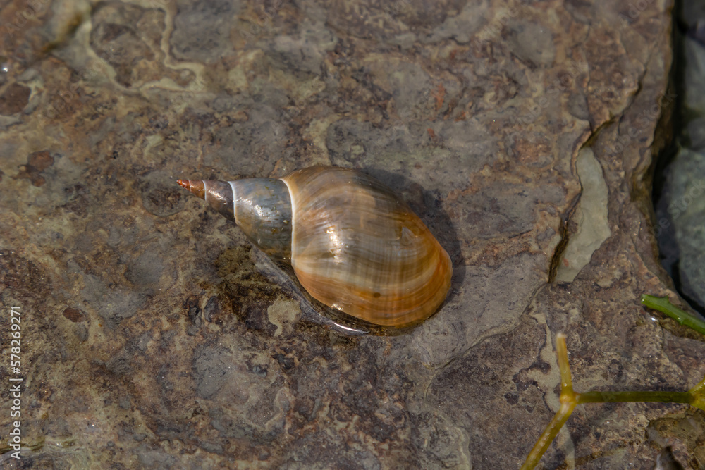 Lymnaea - Great pond snail Lymnaea stagnalis, air-breathing freshwater ...