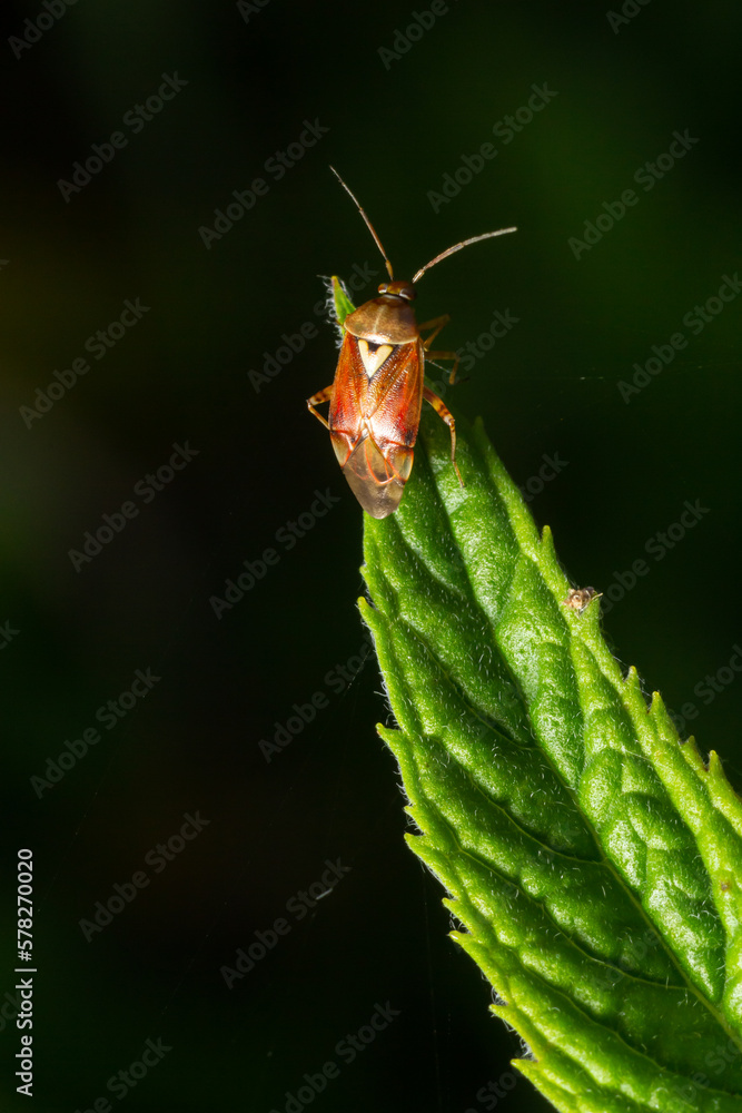 Close-up photograph under artificial light of a specimen of the dark ...