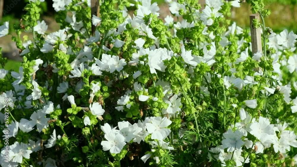 Malva alcea white perfection growing in a backyard. Common name is ...