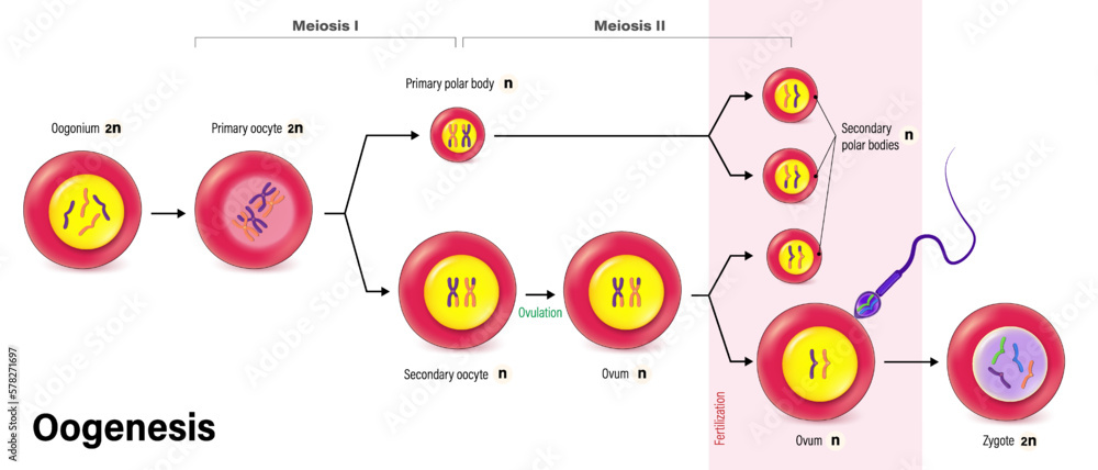 Oogenesis. Cell division. Gametogenesis. Meiosis. Human reproductive ...