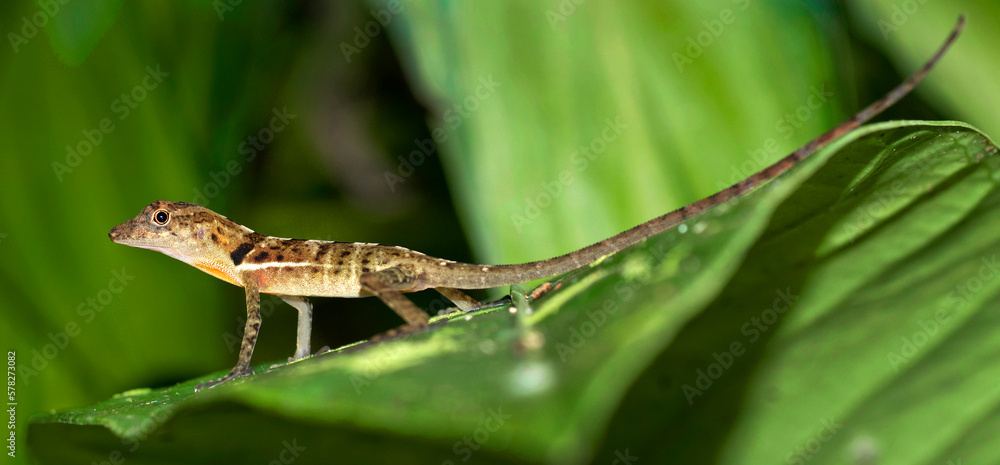 Anolis, Anole Lizard, Tropical Rainforest, Marino Ballena National Park ...