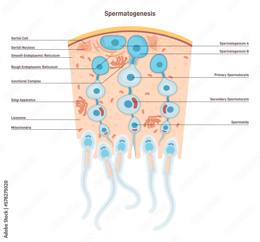 Spermatogenesis. Production of semen in the male reproductive system ...