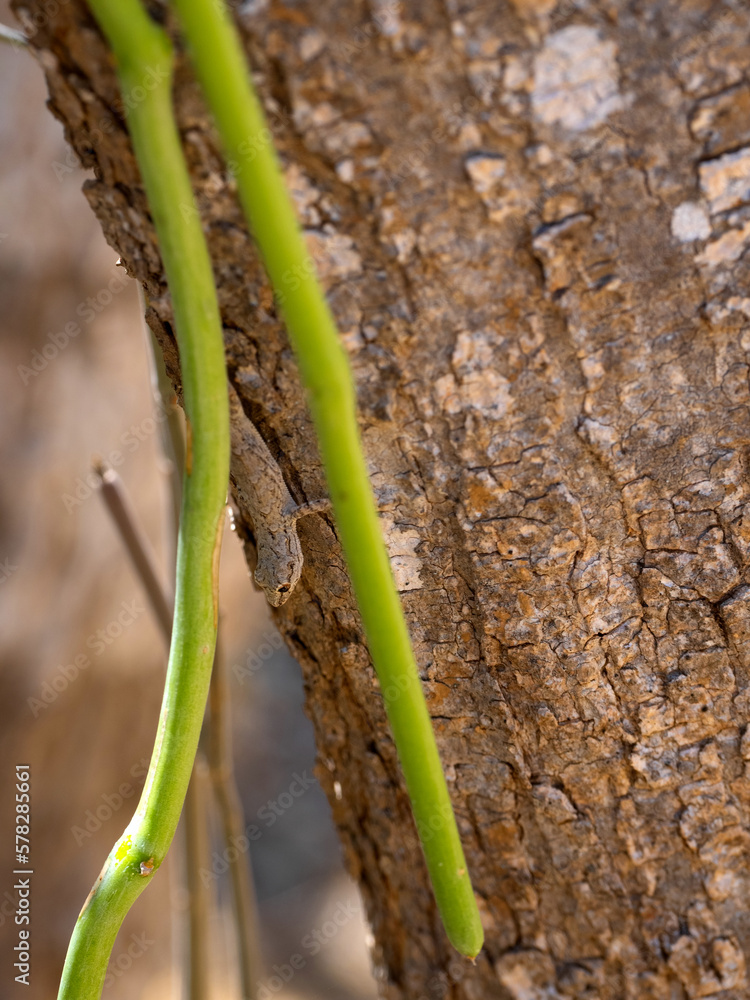 Madagascar Short-headed Day Gecko, Phelsuma breviceps, sits atop a tall ...