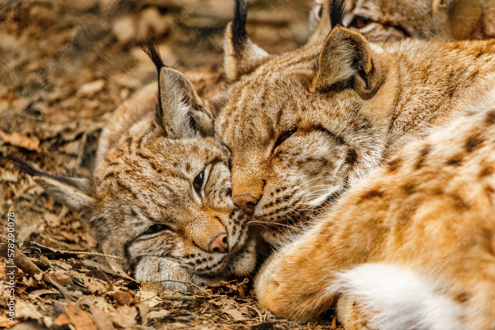 Cute portrait of a european lynx family cuddling together in a forest ...