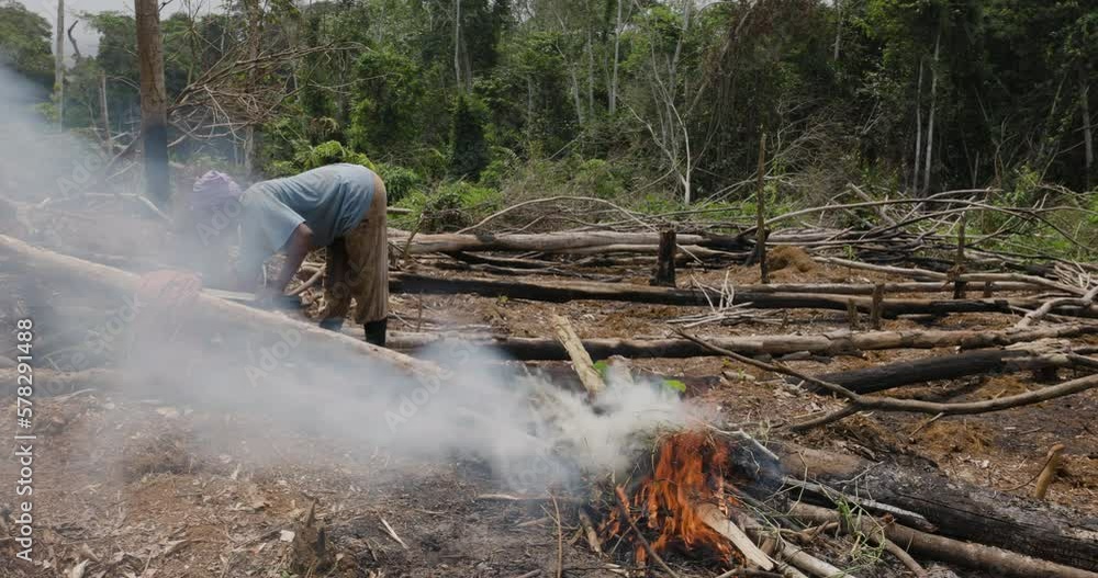 Slash and burn subsistence farmer burning trees in a tropical ...