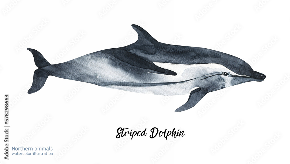 Watercolor Striped Dolphin. Hand painting postcard with dolphin ...