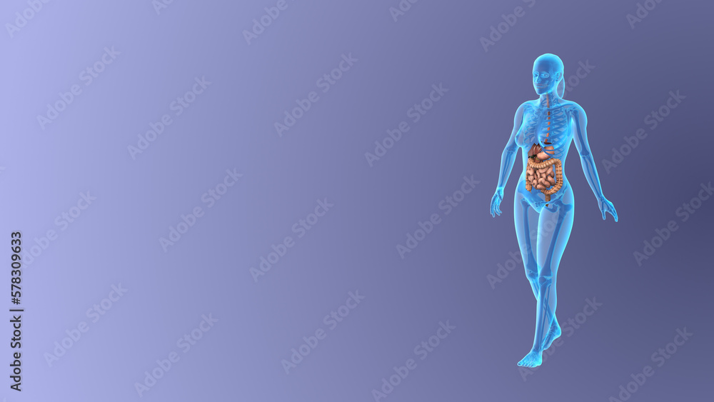 Anatomy of female digestive system ilustração do Stock | Adobe Stock