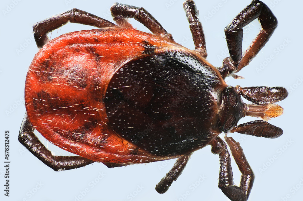Castor bean tick, Ixodes ricinus, dangerous transmitter of both ...