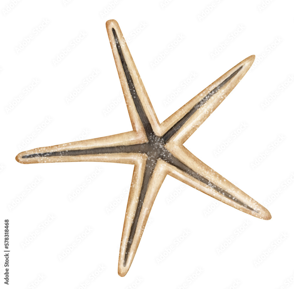 Watercolor illustration of Starfish. Hand drawn drawing of Star Fish in ...
