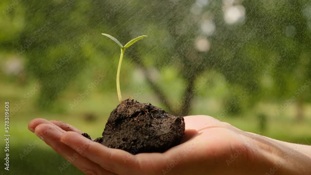 Spray drops green sprout plant seedling sprout hand holding plant ...