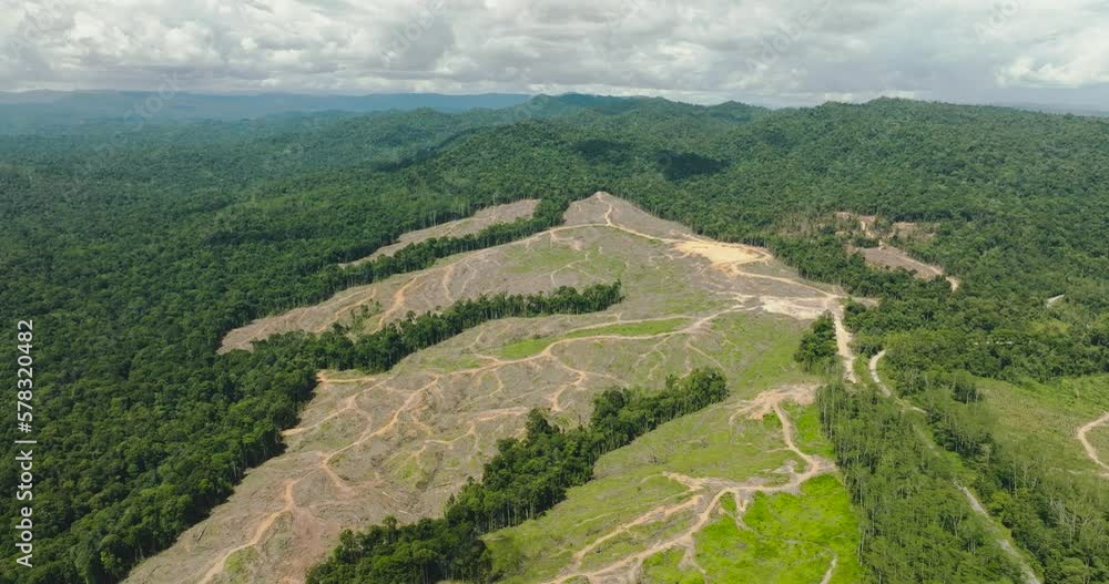 Deforestation to make way for oil palm plantations in Malaysia, Borneo ...