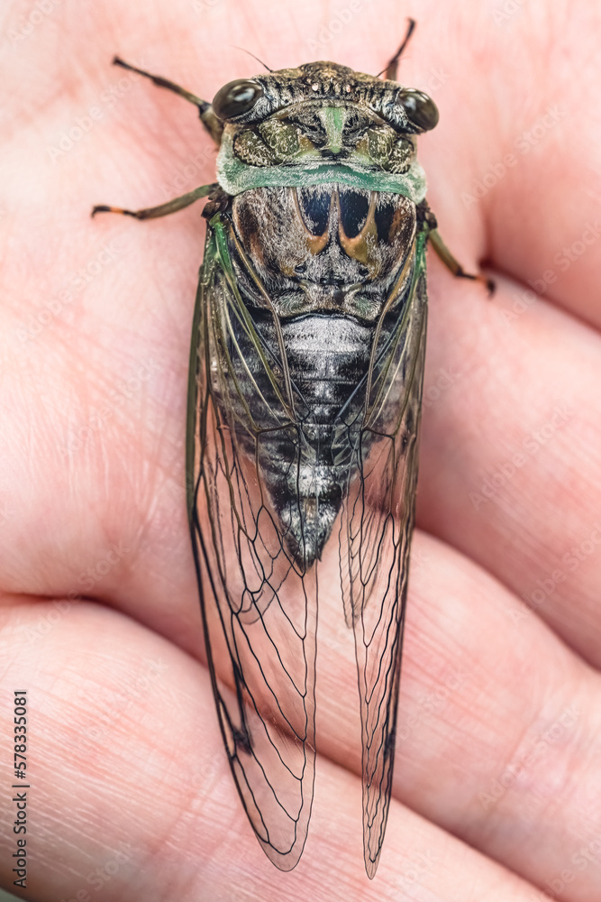 Detailed dorsal view of a green annual cicada (family Cicadidae) on my ...