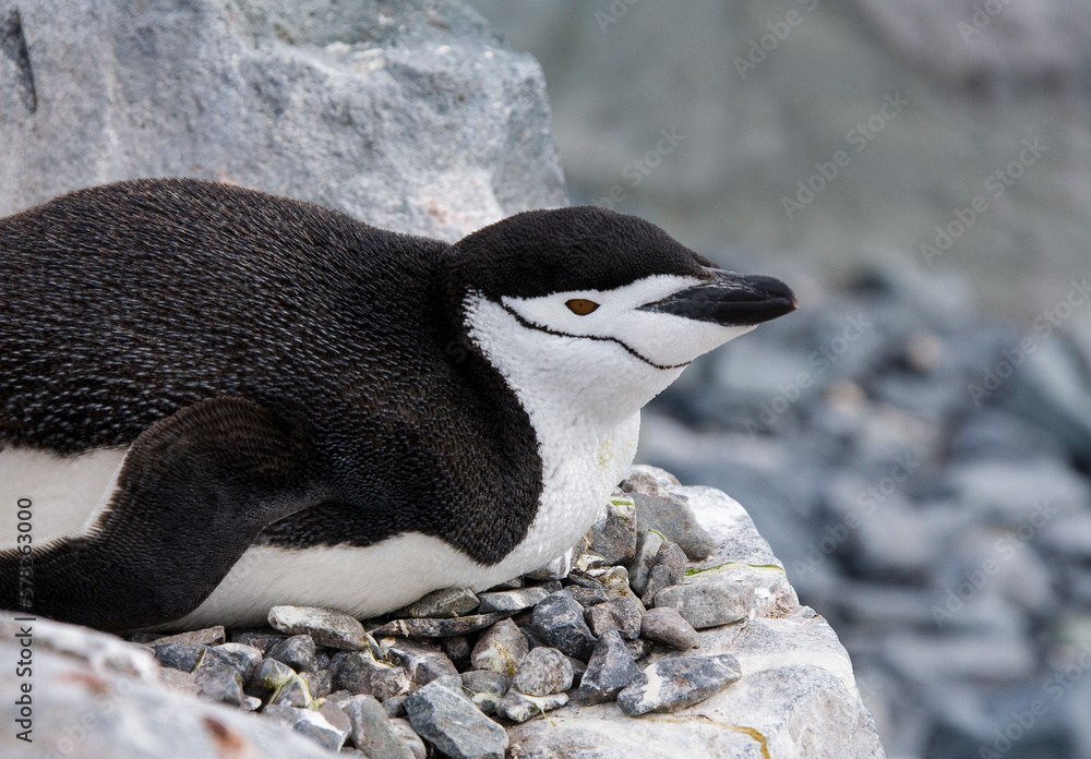 Chinstrap Penguin (Pygoscelis antarcticus) on its nest on the wild ...
