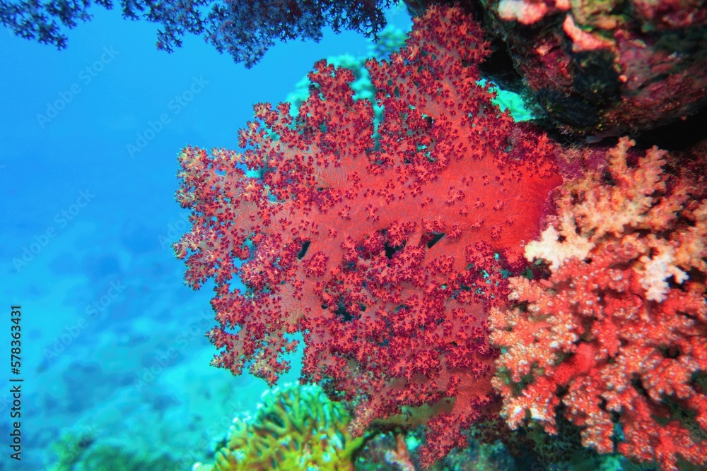 Beautiful red soft coral Dendronepthya. Underwater scene of ...