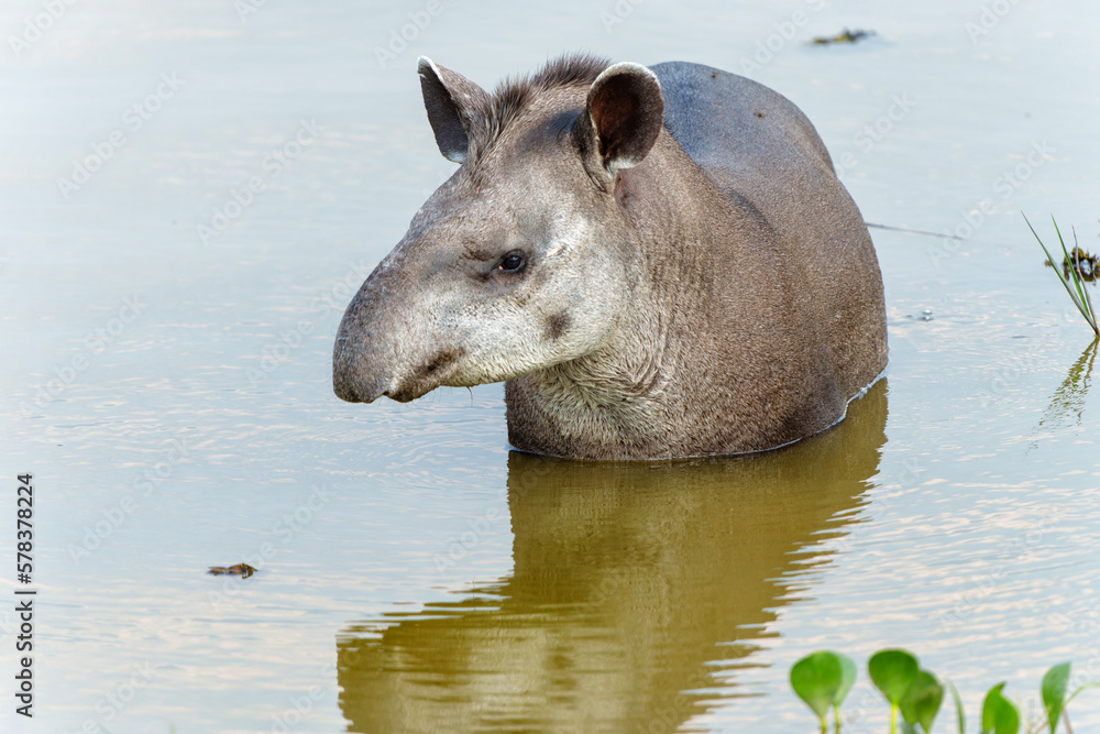 Tapir in the water. South American tapie Tapirus terrestris , also ...
