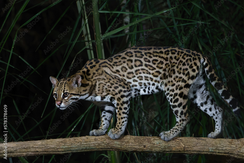 Ocelot (Leopardus pardalis) searching for food in the night in the ...