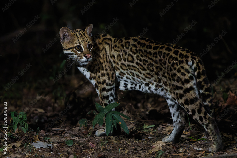 Ocelot (Leopardus pardalis) searching for food in the night in the ...