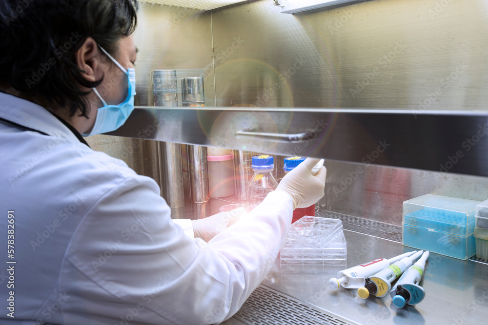 Cell Culture or Tissue culture Stock Photo | Adobe Stock