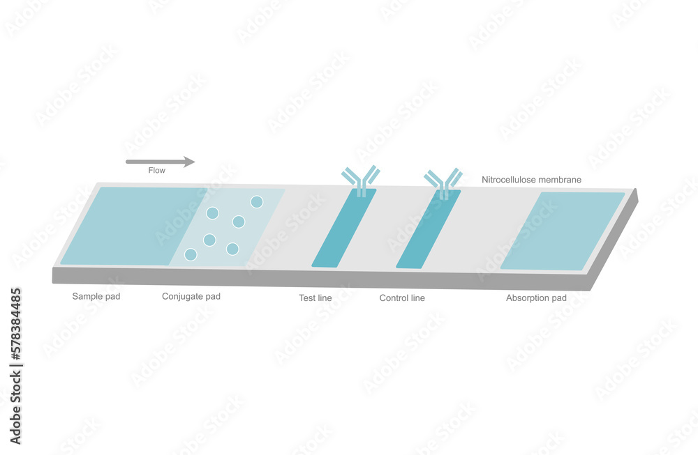 The architecture of Lateral flow test or Rapid test kit that show the ...