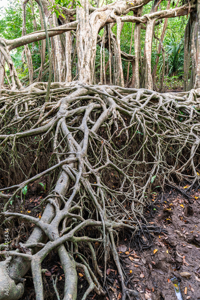 Massive banyan tree root system in rain forest, Sang Nae Canal Phang ...