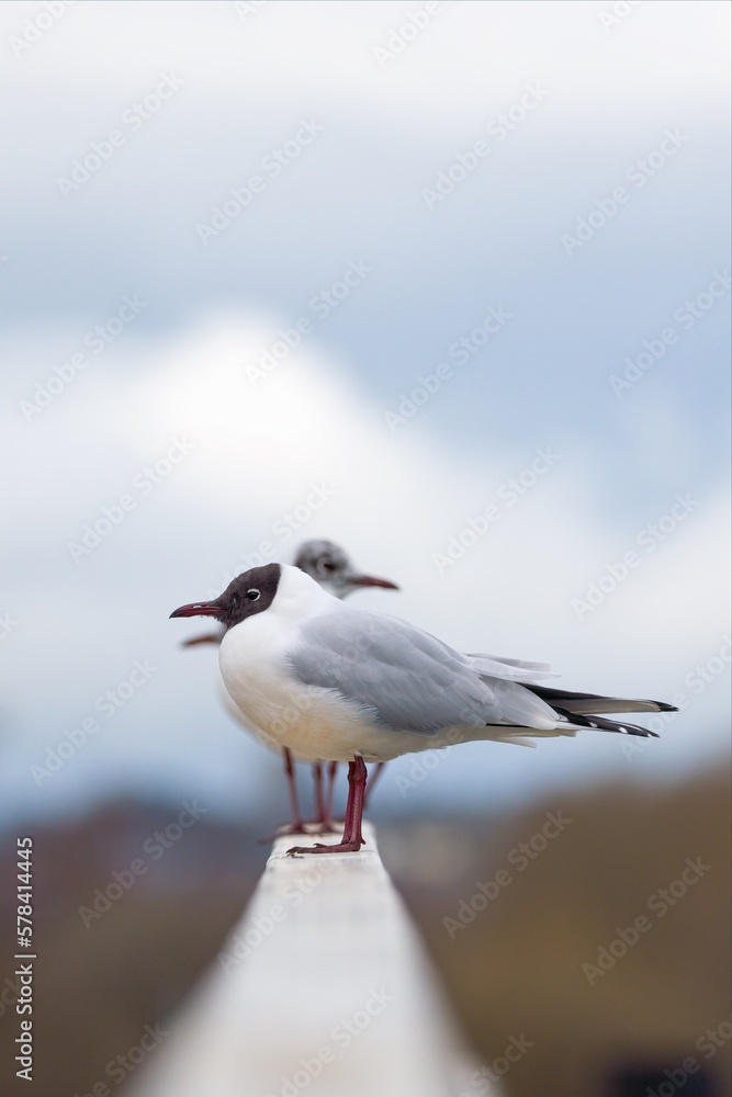 Black headed gulls in a line with very tight focus on the first bird ...