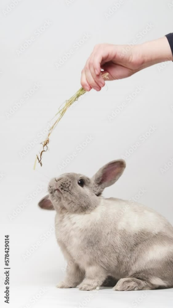 Cute gray dwarf rabbit standing on two hind legs, reaching up, eating ...