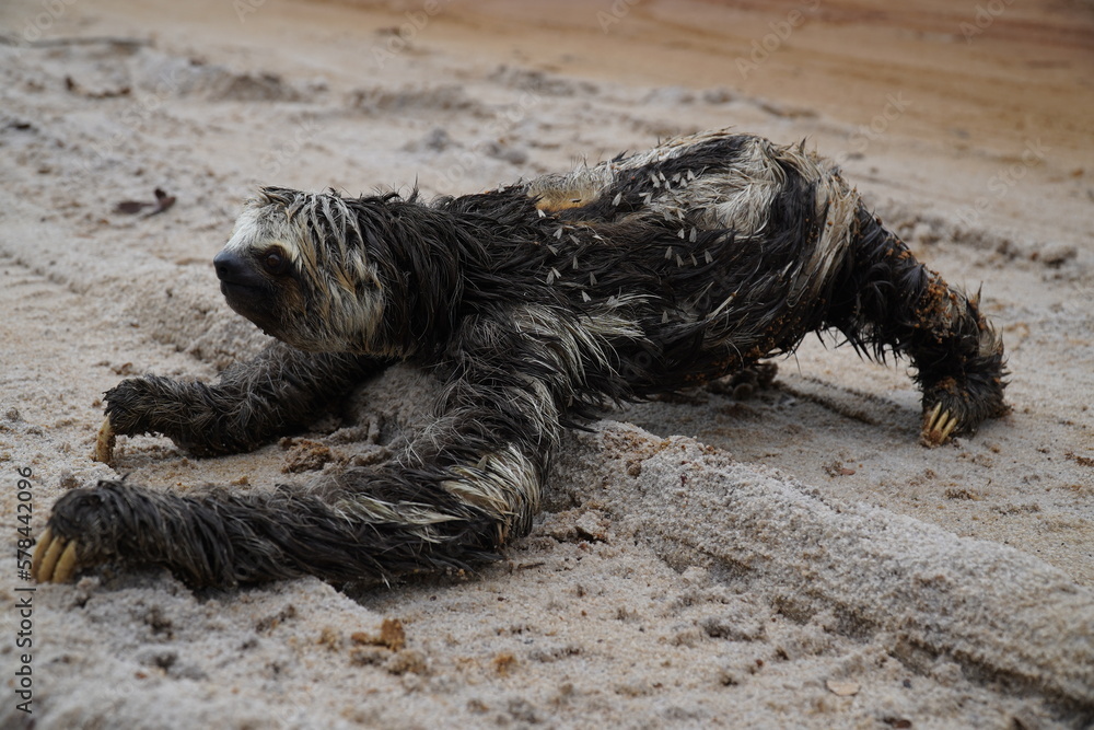 Roads in wildlife habitat. Brown throated three toed sloth Bradypus ...